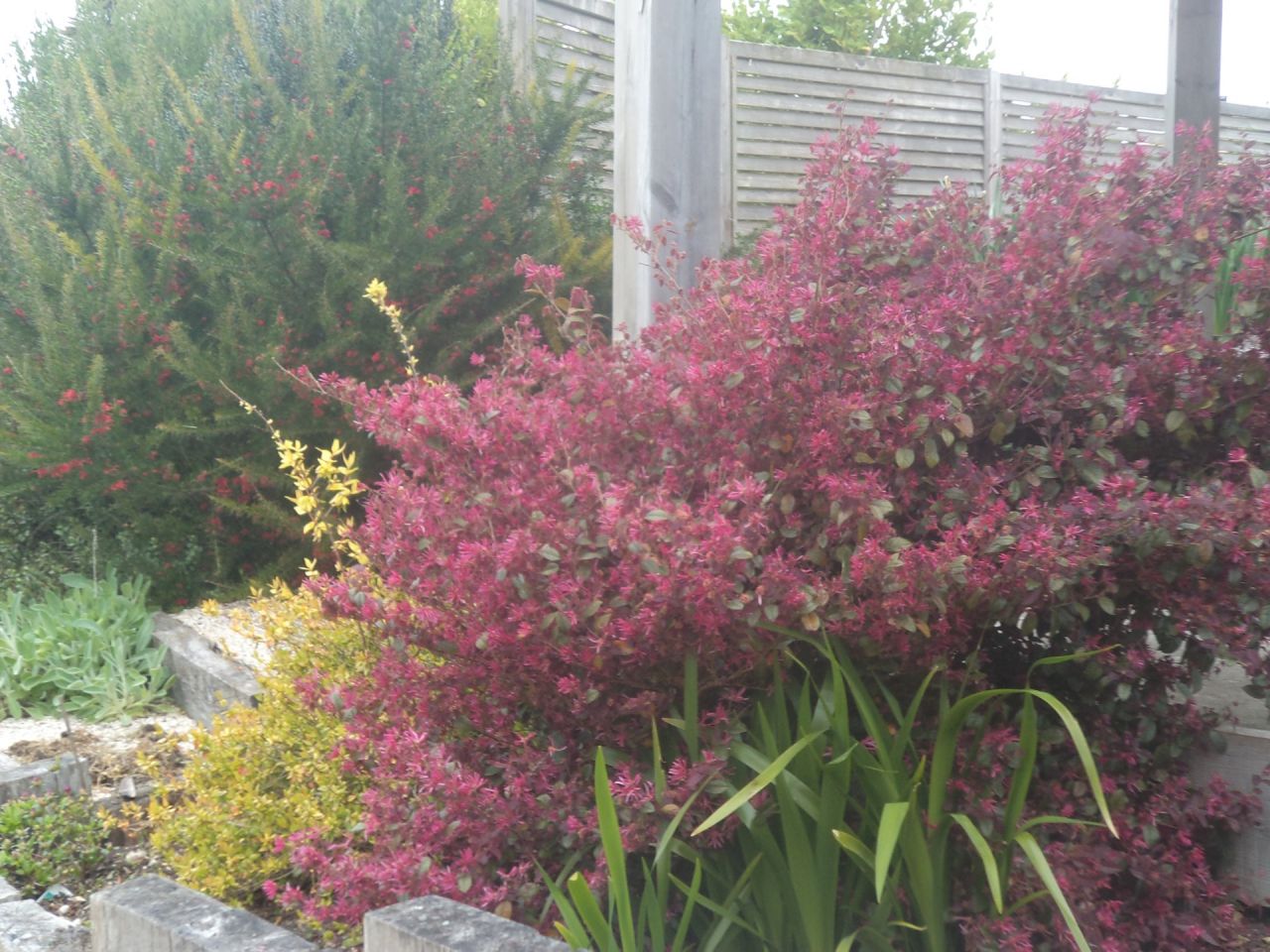 Le potager de bilou de 56 + 5 autres photos - Les photos de la semaine